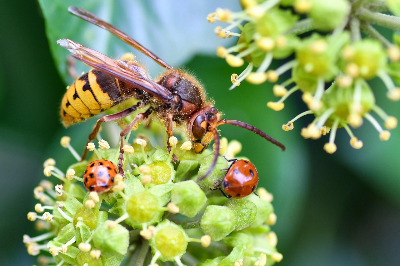 Tawon Serangga Bug - Foto gratis di Pixabay - Pixabay