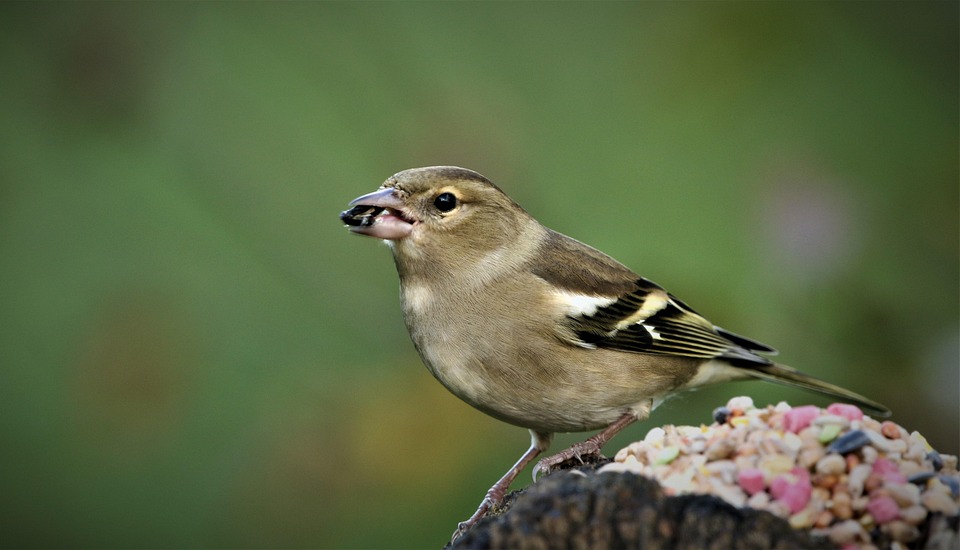 Oiseau Pinson Bouvreuil - Photo gratuite sur Pixabay