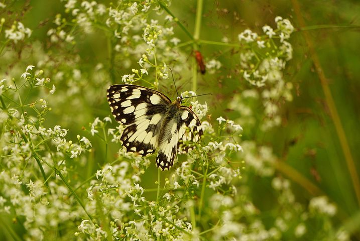200+ Free Checkered & Butterfly Photos - Pixabay