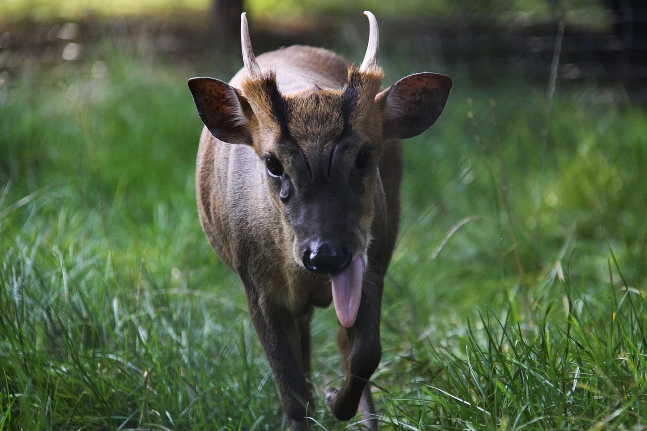 Hirsch Muntjac Animal - Free photo on Pixabay