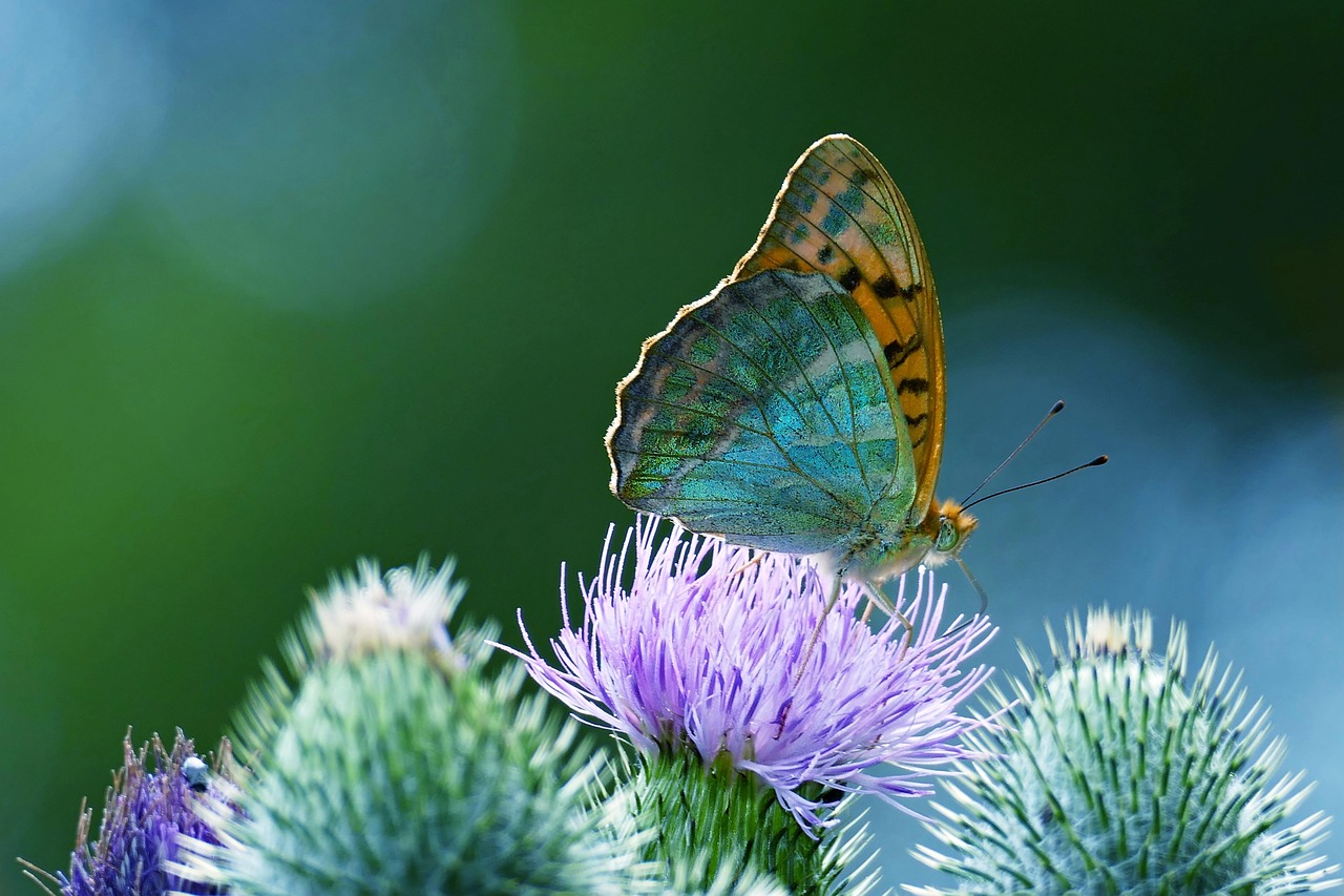 4,000+ Free Thistle Thistle & Nature Images - Pixabay