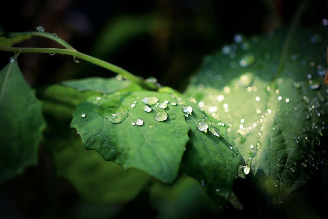Leaf Tree Nature - Free photo on Pixabay - Pixabay