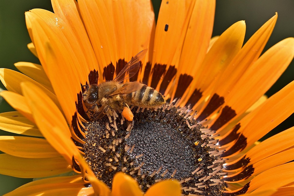 Bee Honey Pollen - Free photo on Pixabay