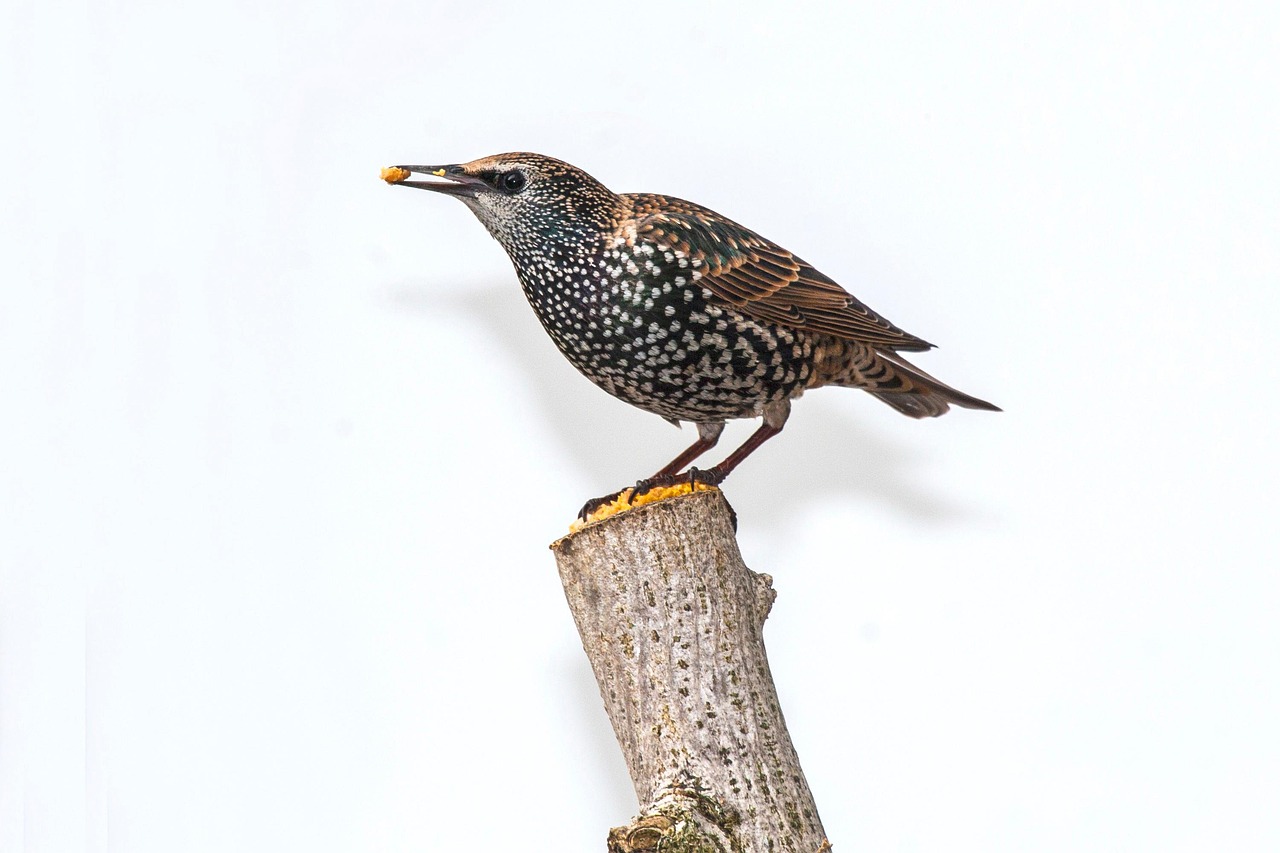 Estorninho Aves Plumagem - Foto gratuita no Pixabay - Pixabay