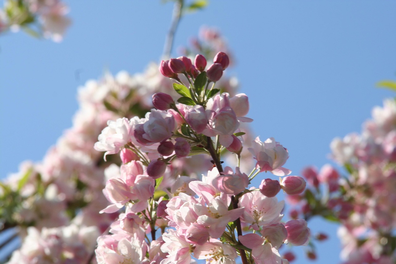 Fleurir Fleurs - Photo gratuite sur Pixabay - Pixabay