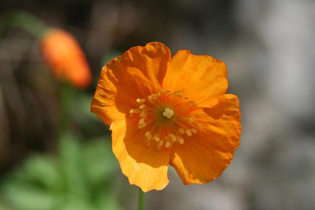 Coquelicot Fleurs - Photo gratuite sur Pixabay - Pixabay
