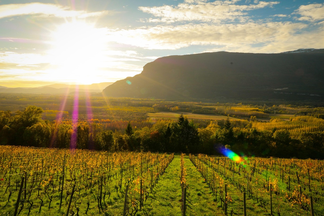 Mountain Vineyard Tree Blue - Free photo on Pixabay - Pixabay