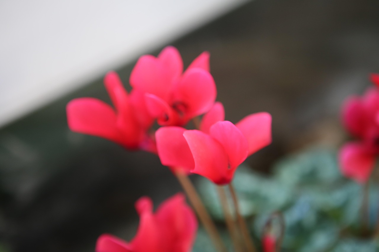 Bunga Taman Tanaman Musim Foto Gratis Di Pixabay Pixabay