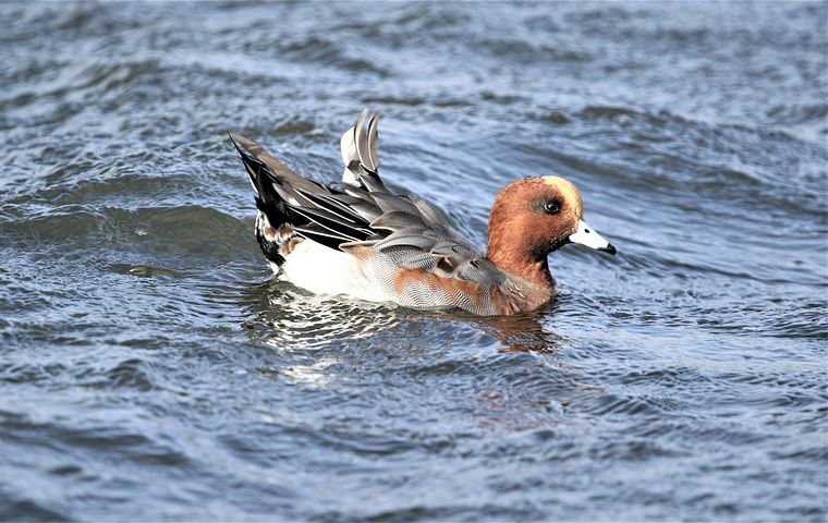 20+ Free Wigeon Duck & Wigeon Images - Pixabay