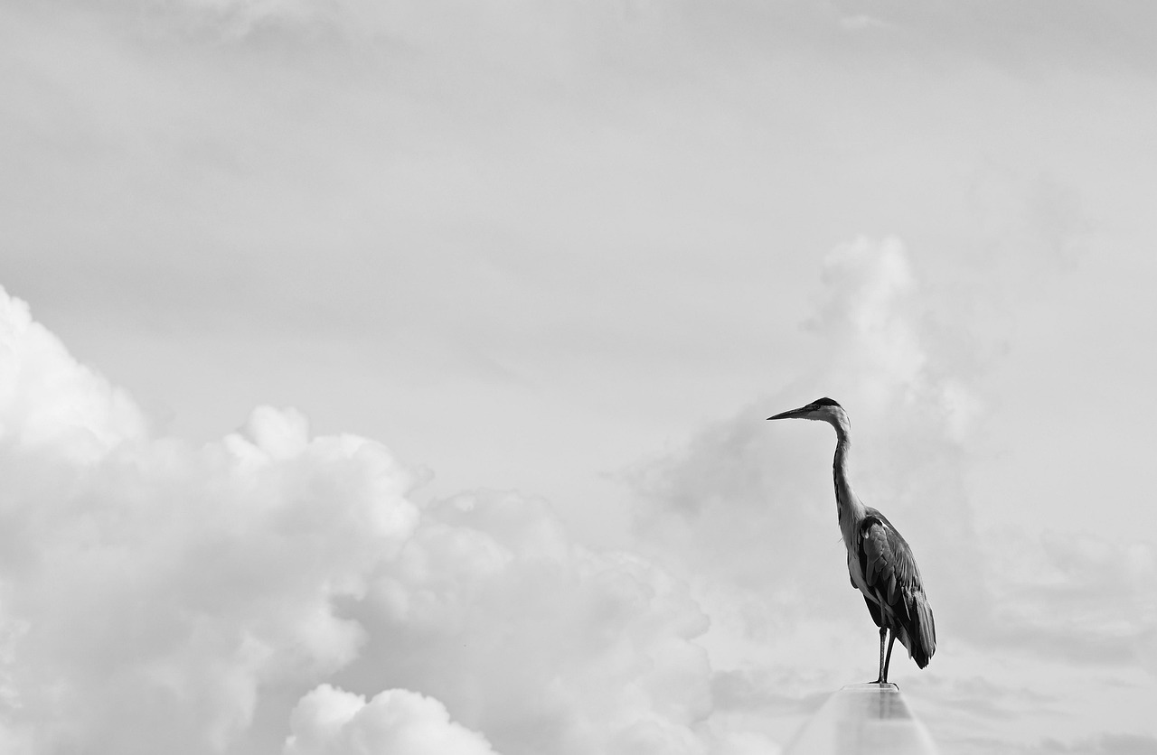 Lintu Harmaahaikara Pilvet Harmaa - Ilmainen valokuva Pixabayssa - Pixabay