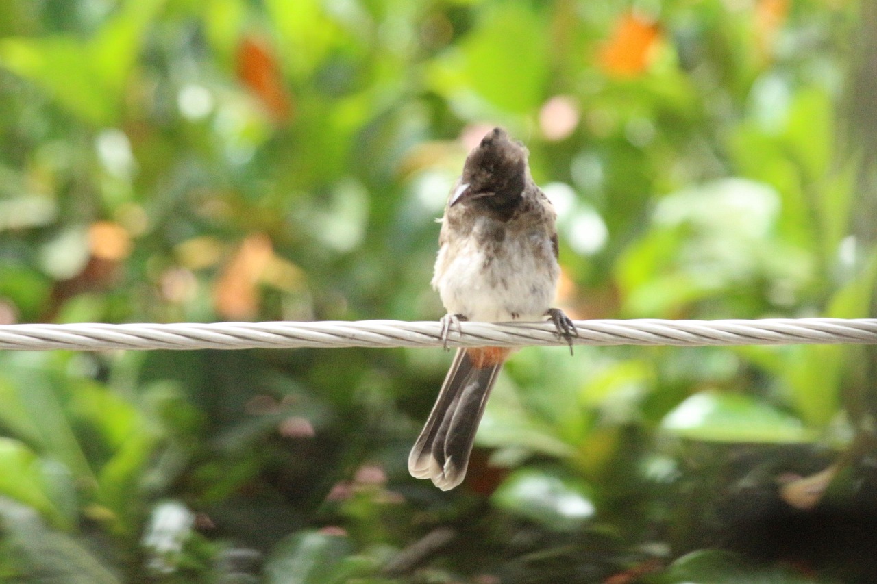 Sparrow Bird - Free photo on Pixabay