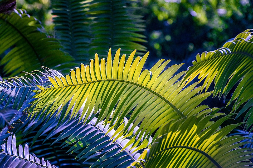 树叶 叶子 植物 - Pixabay上的免费照片 - Pixabay