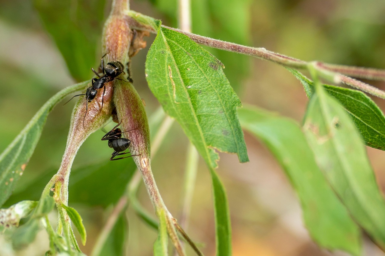 Ants Bug Insect - Free photo on Pixabay