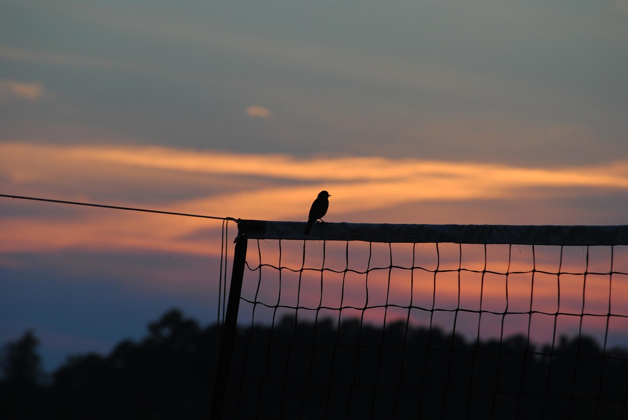 Bird Sunset Volleyball Net - Free photo on Pixabay