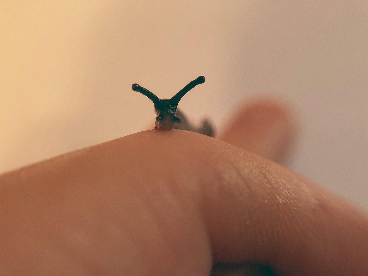 Snail Macro Animal - Free photo on Pixabay - Pixabay