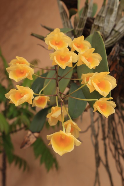 Anggrek Bunga Pohon - Foto gratis di Pixabay - Pixabay