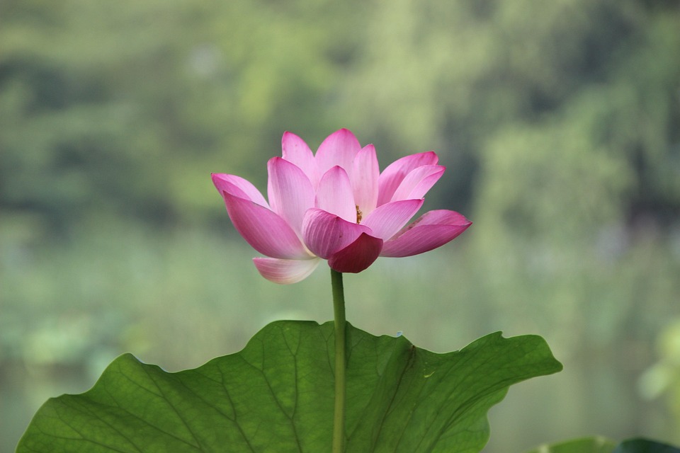 Lotus Çiçek Yaprakları - Pixabay'de ücretsiz fotoğraf - Pixabay