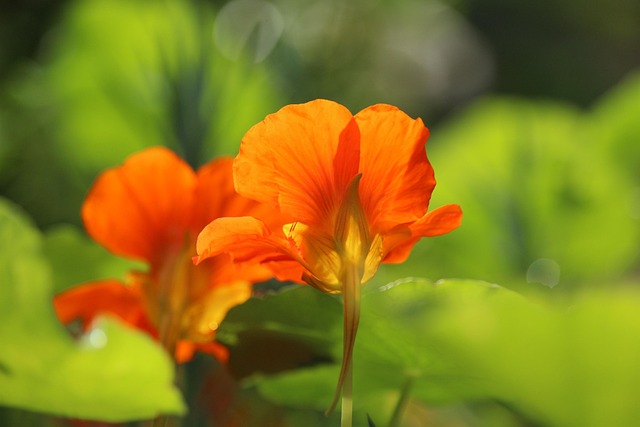 Capucine Fleurs Comestibles - Photo gratuite sur Pixabay - Pixabay