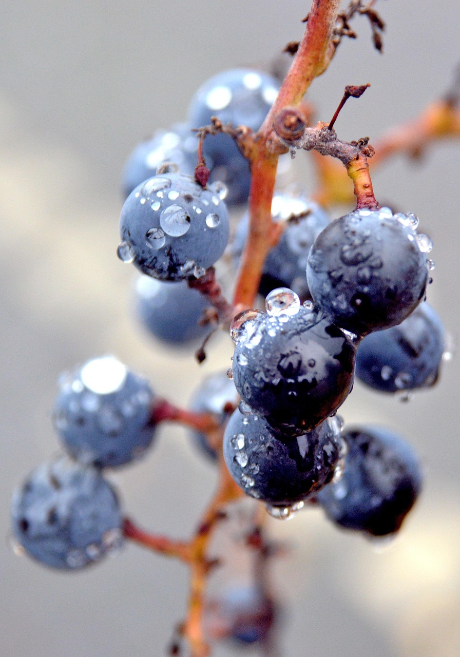 Blueberries Berries Dew - Free photo on Pixabay - Pixabay