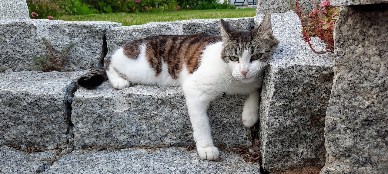 Chat Jardin La - Photo gratuite sur Pixabay - Pixabay