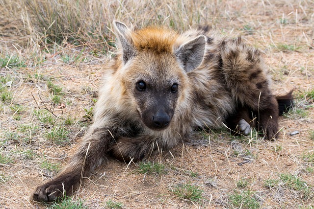 Wildlife Hyena Africa - Free photo on Pixabay - Pixabay