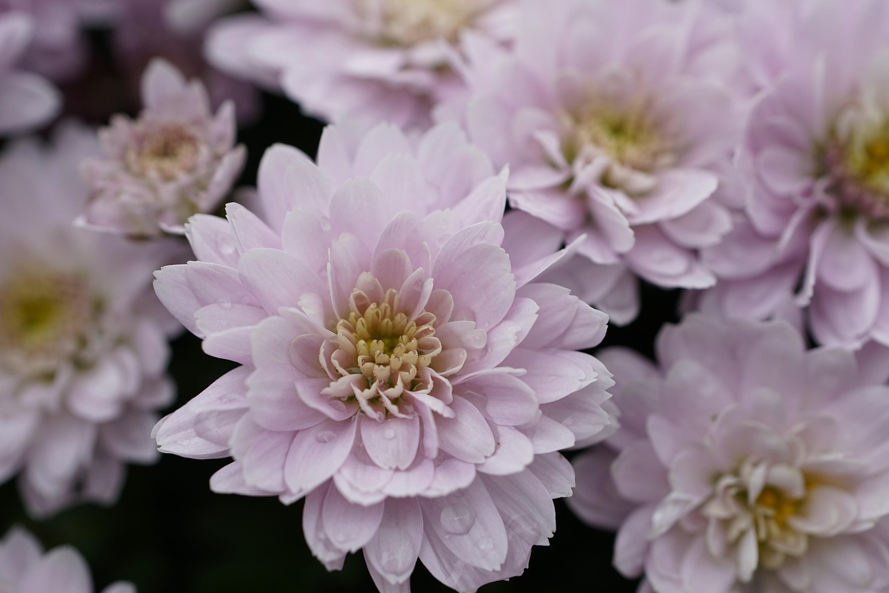 Crisantemos Flores Rocío De La - Foto gratis en Pixabay - Pixabay