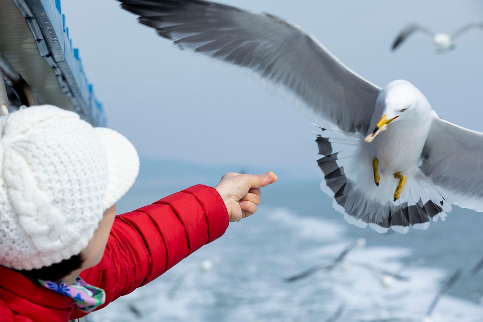 Seagull Person Feeding Animals - Free photo on Pixabay