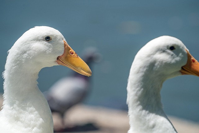 500+ Free Enter Pekin & Enter Images - Pixabay