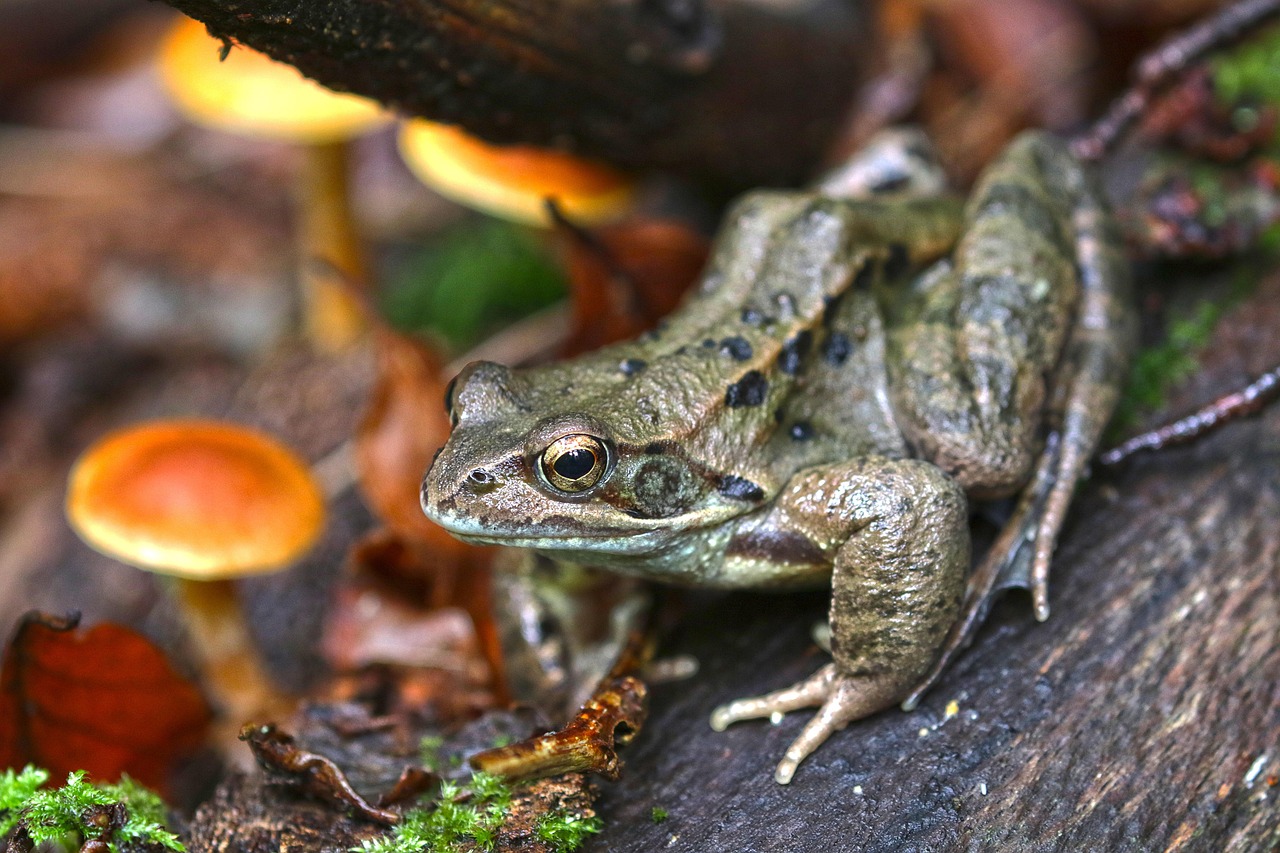 Forest Frog Amphibian - Free photo on Pixabay - Pixabay