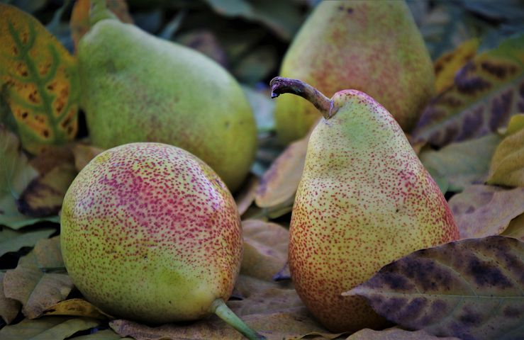 3,000+ Free Pear & Fruit Images - Pixabay