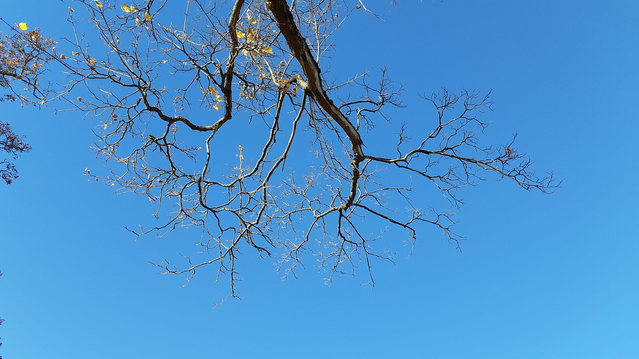 Blue Sky Tree Branch - Free photo on Pixabay - Pixabay