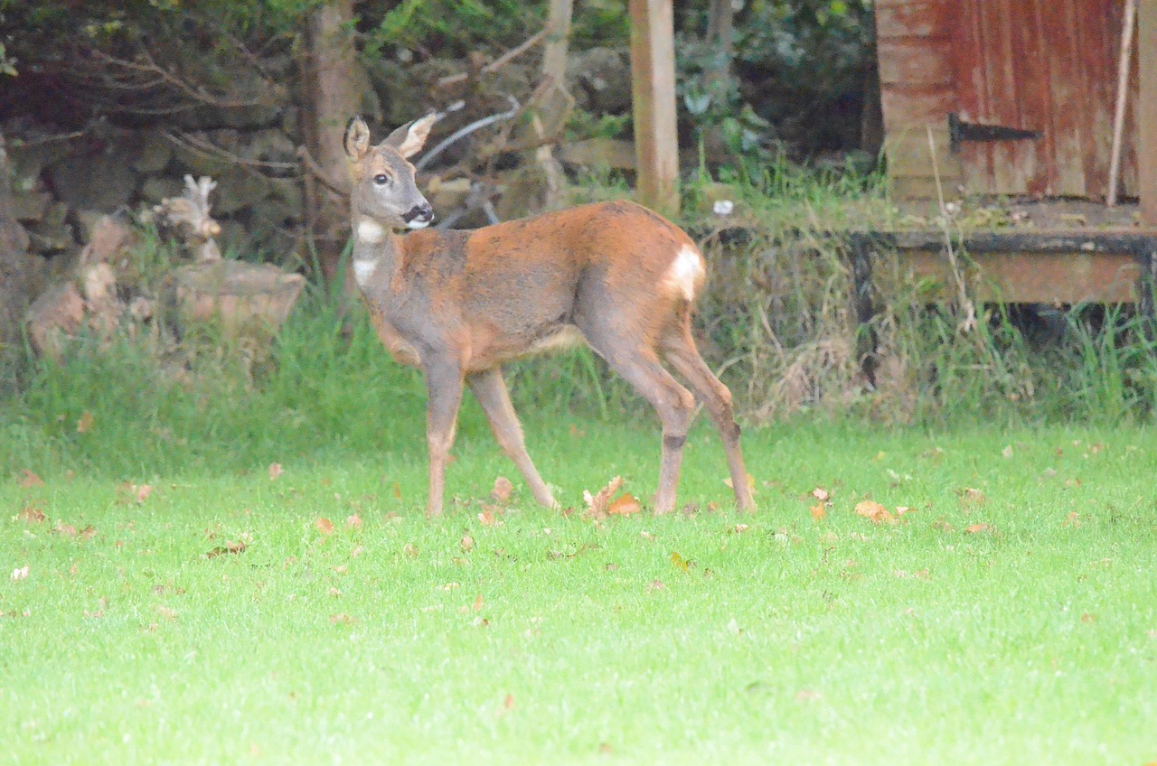 Nature Roedeer Deer - Free photo on Pixabay - Pixabay