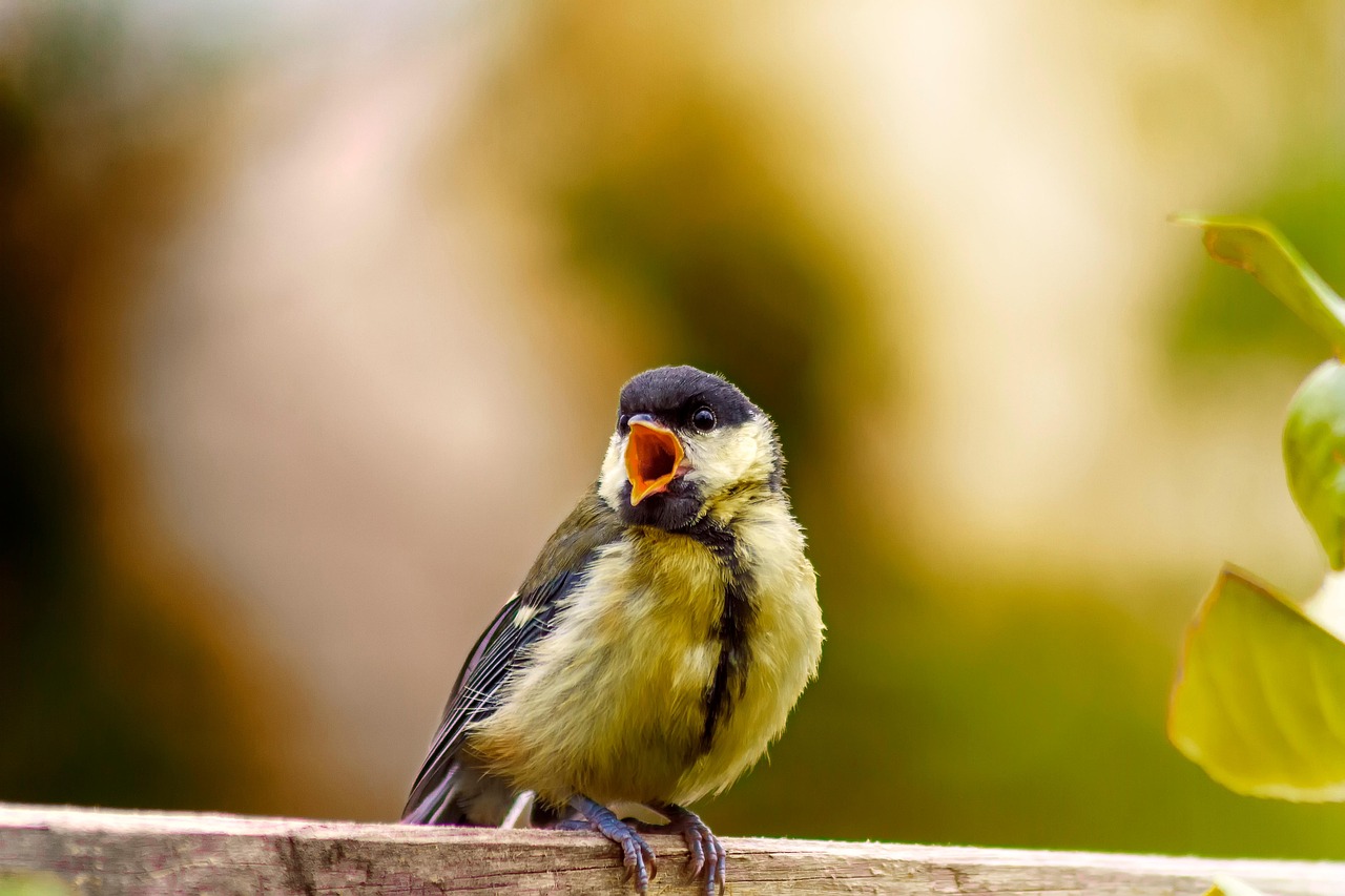 Great Tit Bird Animal Passerine - Free photo on Pixabay - Pixabay