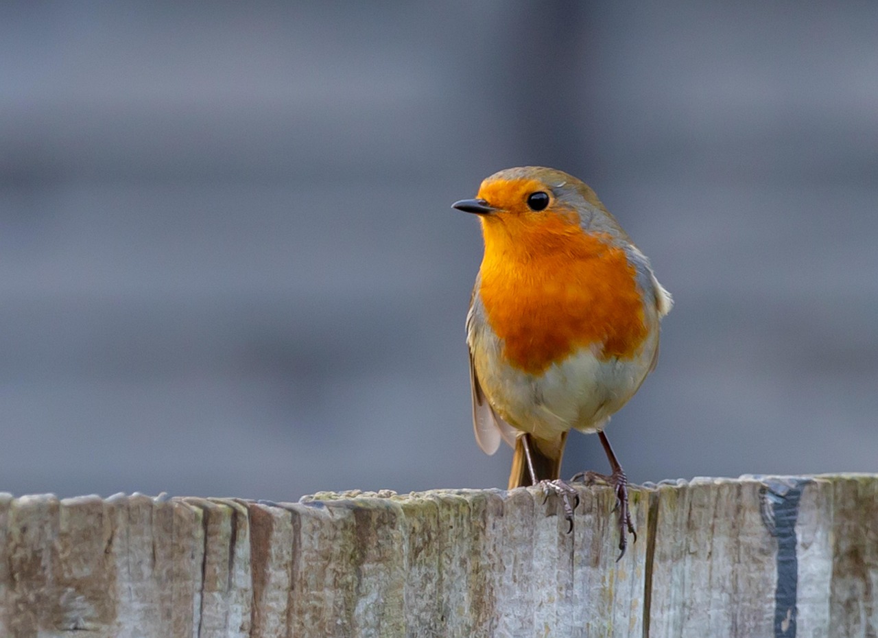 300+ kostenlose Europäisches Rotkehlchen und Robin-Bilder - Pixabay