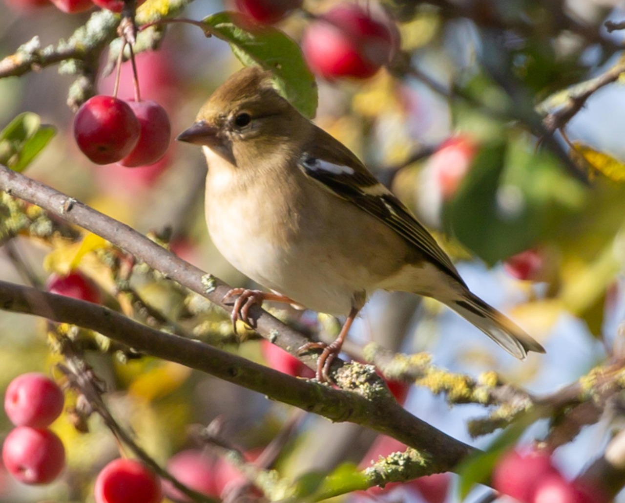 Female Bird Chaffinch - Free photo on Pixabay - Pixabay