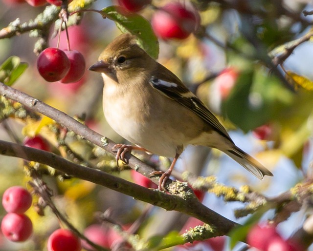 Female Bird Chaffinch - Free photo on Pixabay - Pixabay