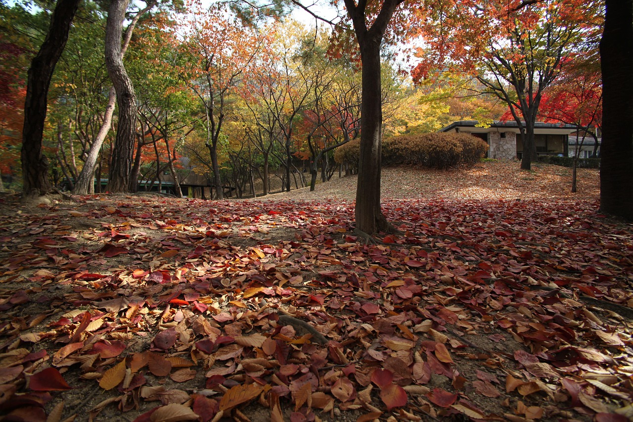Feuilles D'Automne - Photo gratuite sur Pixabay - Pixabay