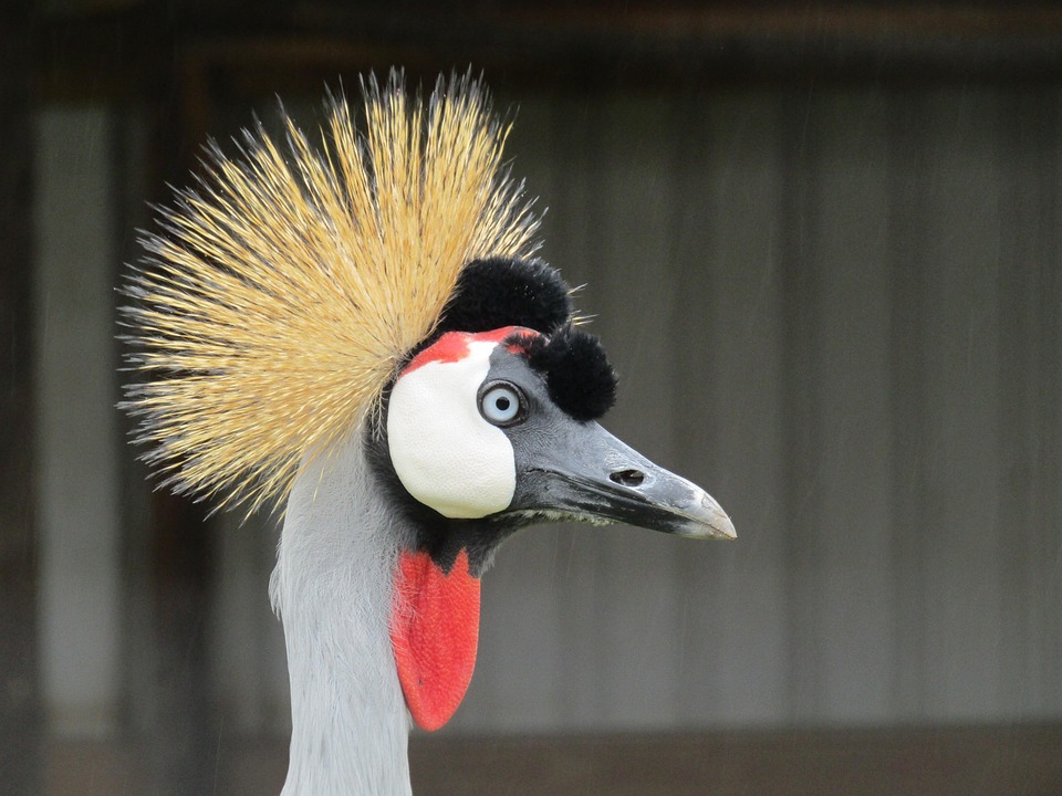 Crowned Crane Bird Animal - Free photo on Pixabay