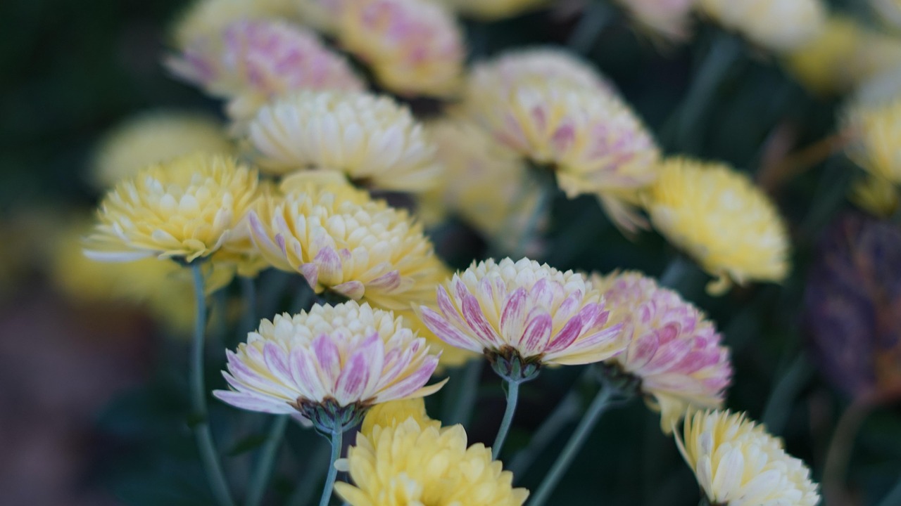 Chrysanthemums Flower Blossom - Free photo on Pixabay