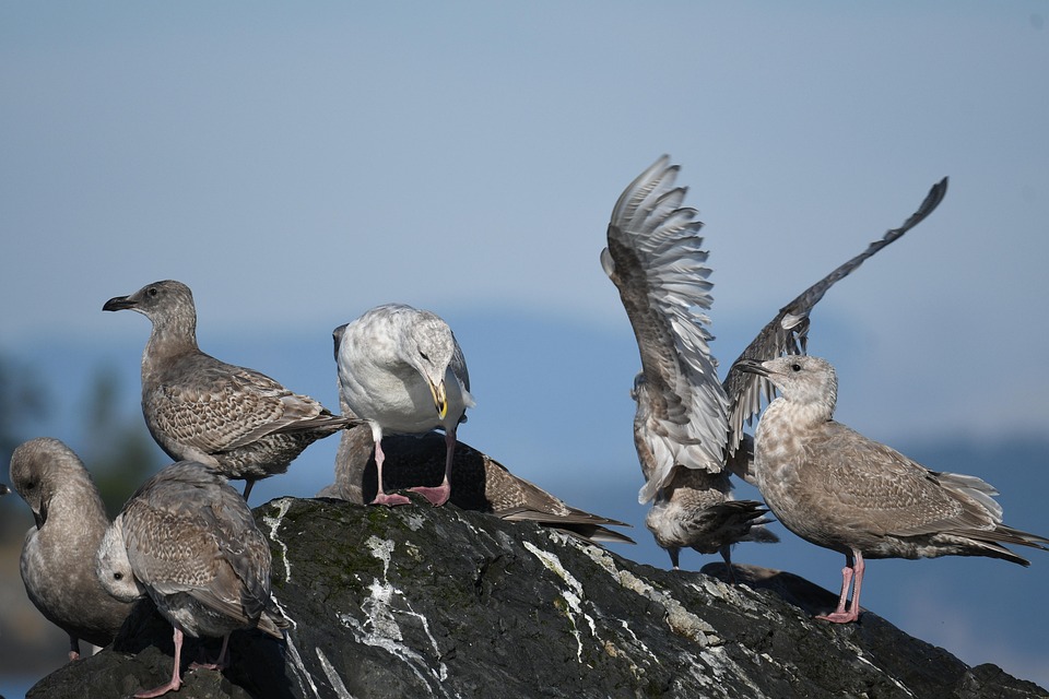 Seagulls Wildlife Birds - Free photo on Pixabay - Pixabay
