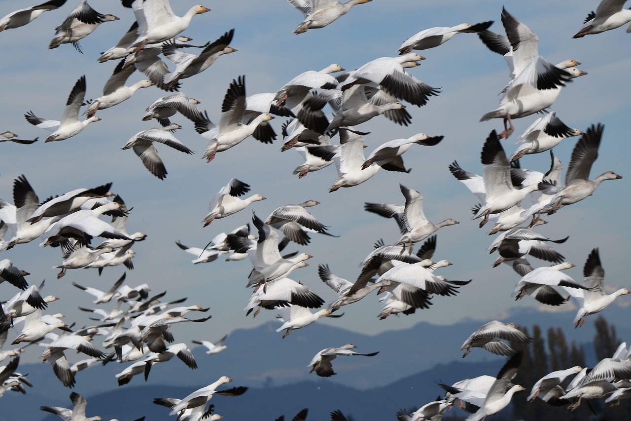 Snow Geese Migration Birds - Free photo on Pixabay - Pixabay