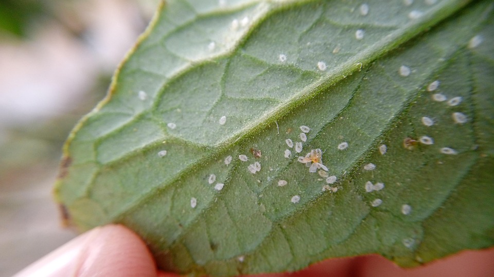 Leaf Green Parasites - Free photo on Pixabay - Pixabay