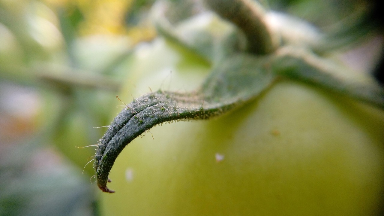 Tomat Sayur-Mayur Sehat - Foto gratis di Pixabay - Pixabay