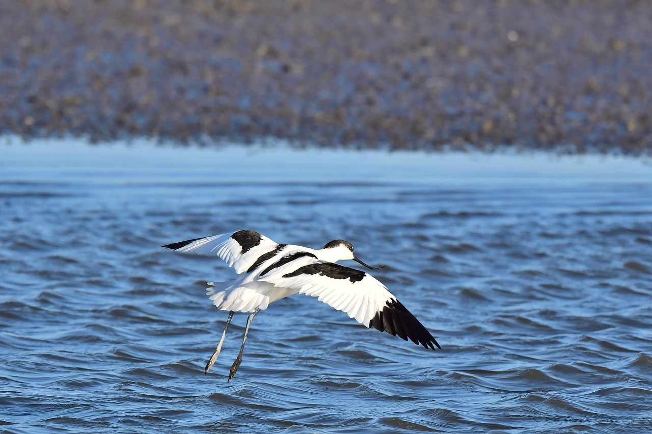 Pied Avocet Bird Flying Wader - Free photo on Pixabay - Pixabay