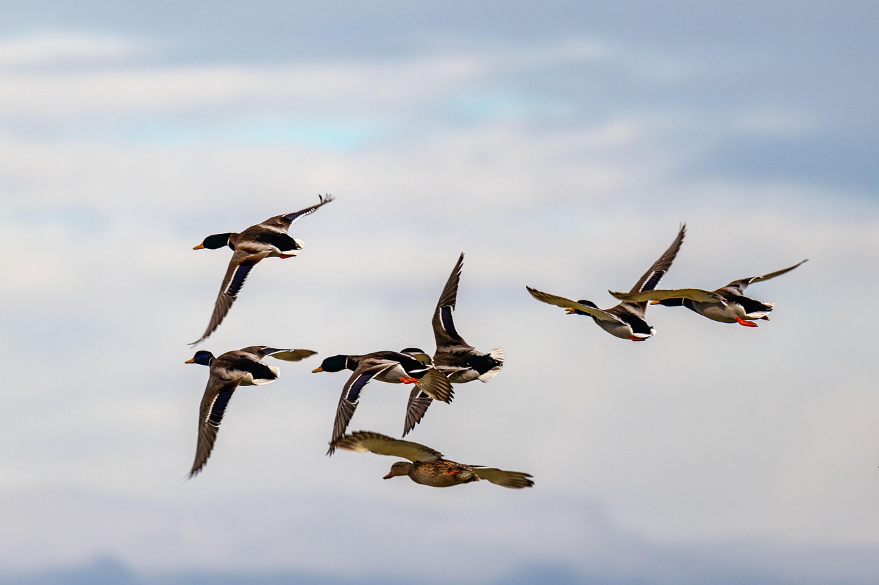 Ducks Birds Waterfowls - Free photo on Pixabay