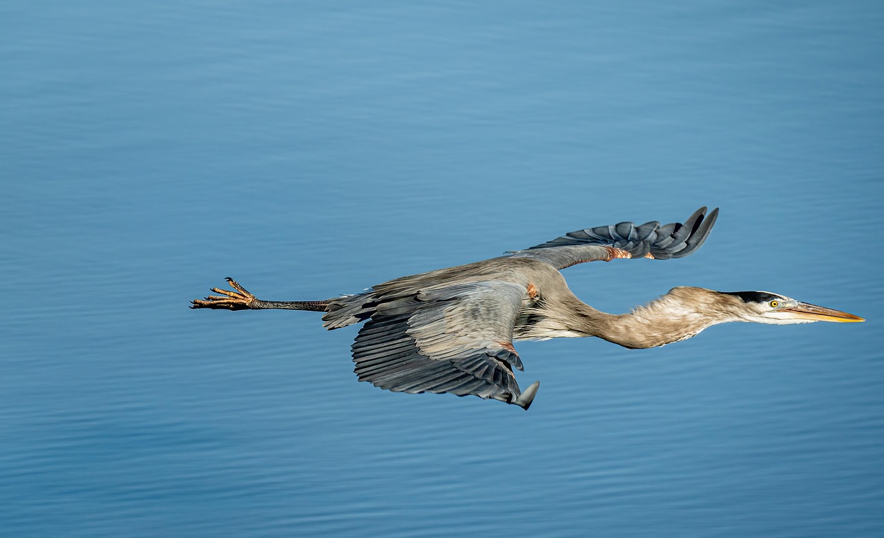 Bird Heron Flight - Free photo on Pixabay - Pixabay