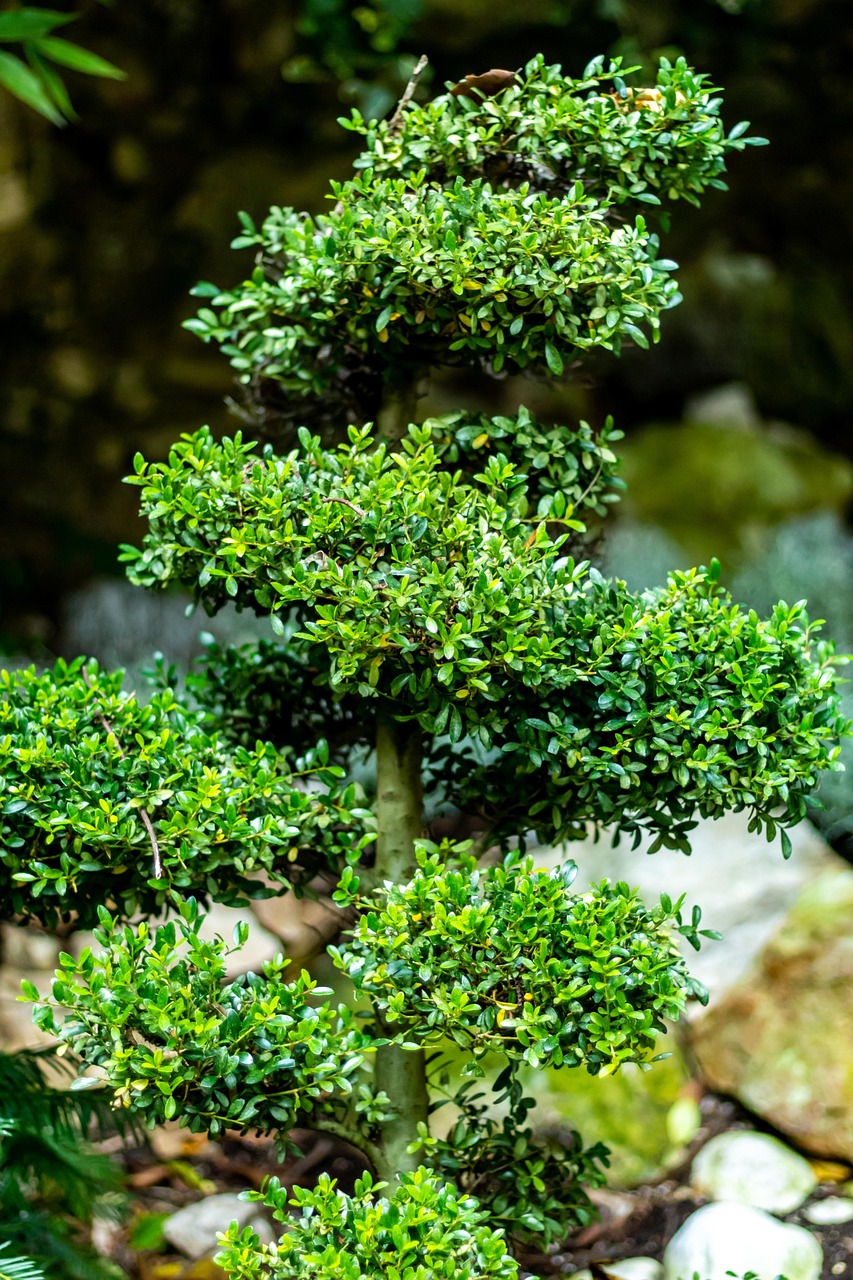 Bonsai Pequena Árvore Planta - Foto gratuita no Pixabay - Pixabay