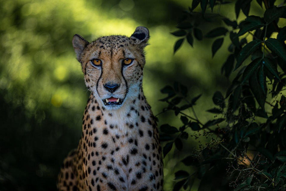 Cheetah Wildcat Feline - Free photo on Pixabay