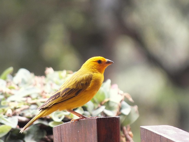 100+ Free Canary Bird & Canary Images - Pixabay