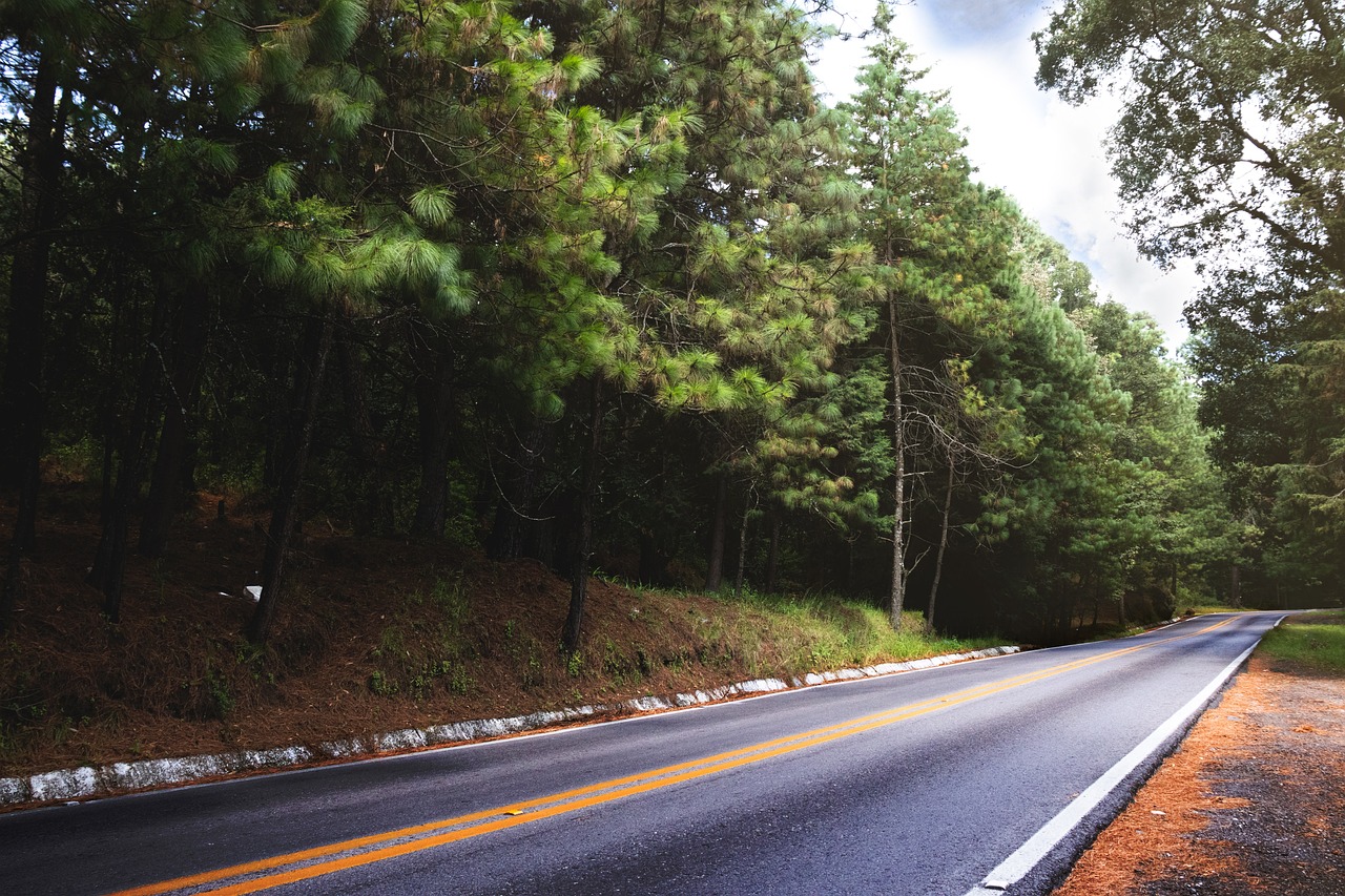 La Carretera Árboles Bosque - Foto gratis en Pixabay - Pixabay